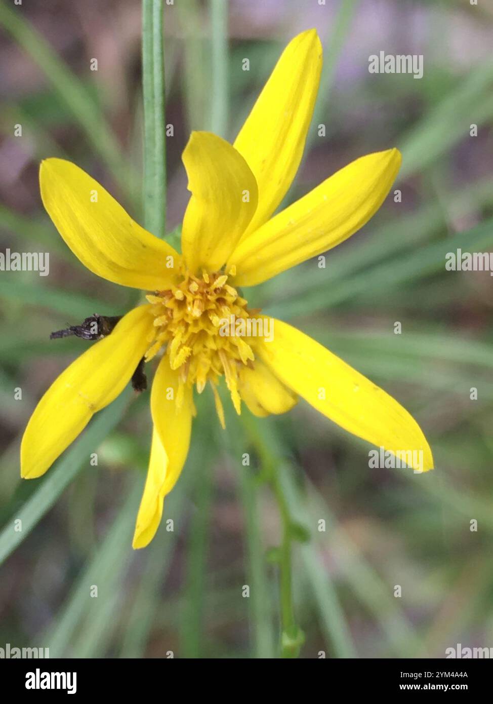 sandhill golden aster (Pityopsis pinifolia Stock Photo - Alamy