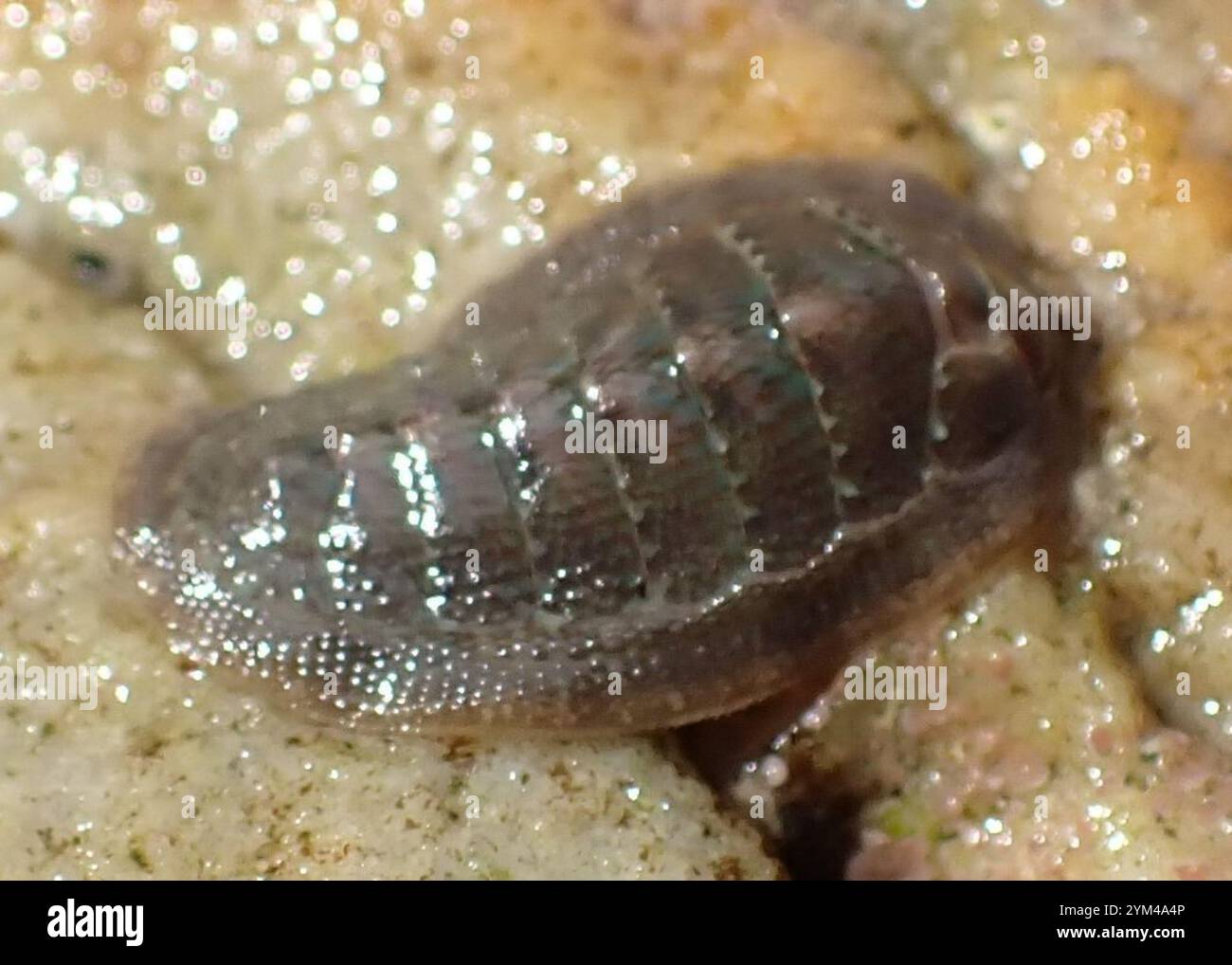 Ischnochiton australis hi-res stock photography and images - Alamy