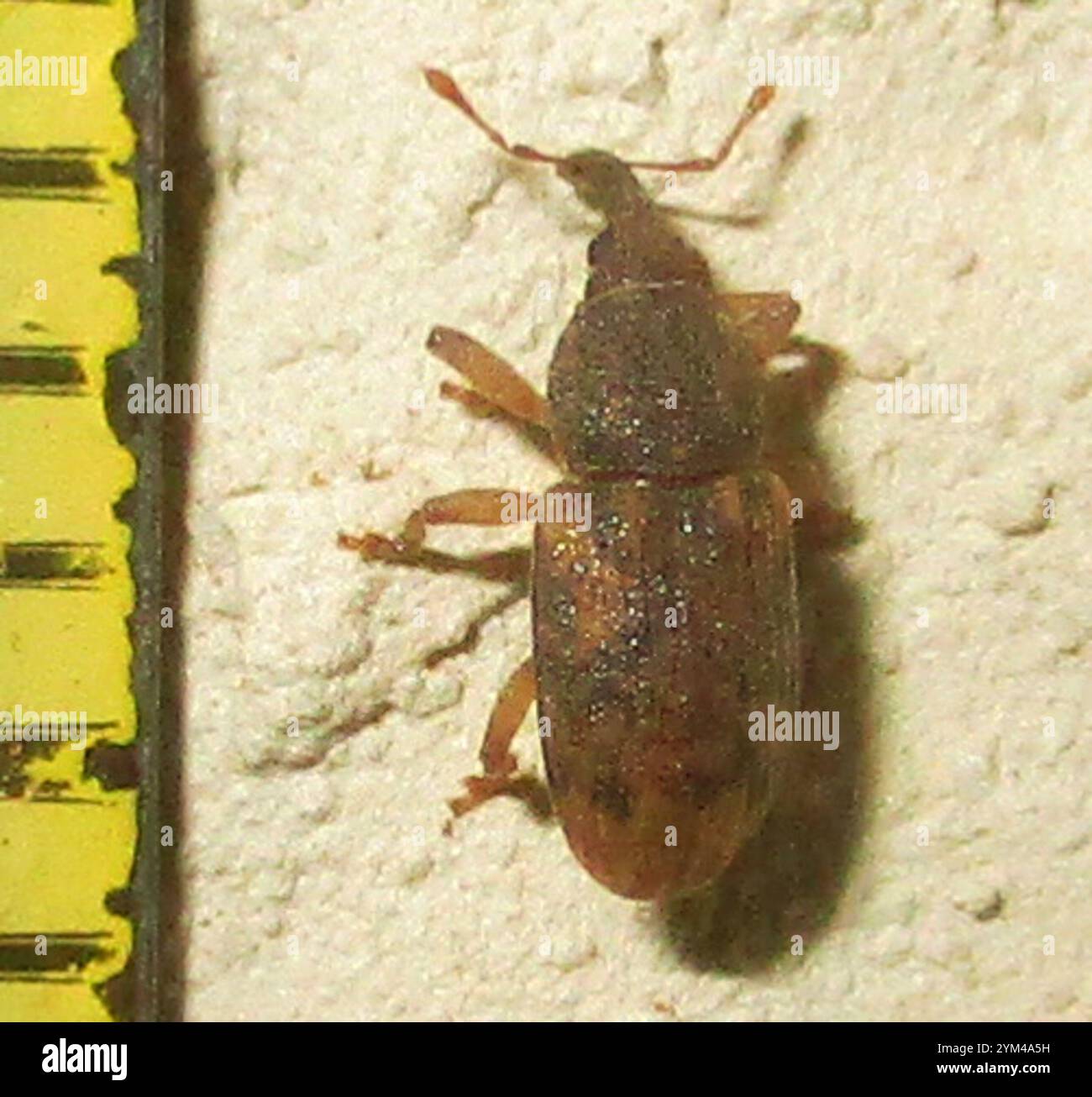 True Weevils (Curculionidae Stock Photo - Alamy