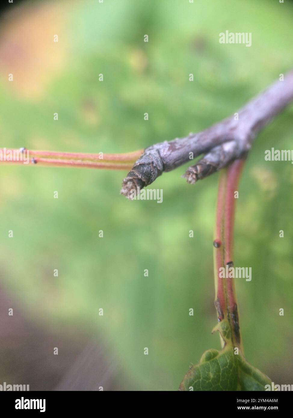 Canada plum (Prunus nigra Stock Photo - Alamy