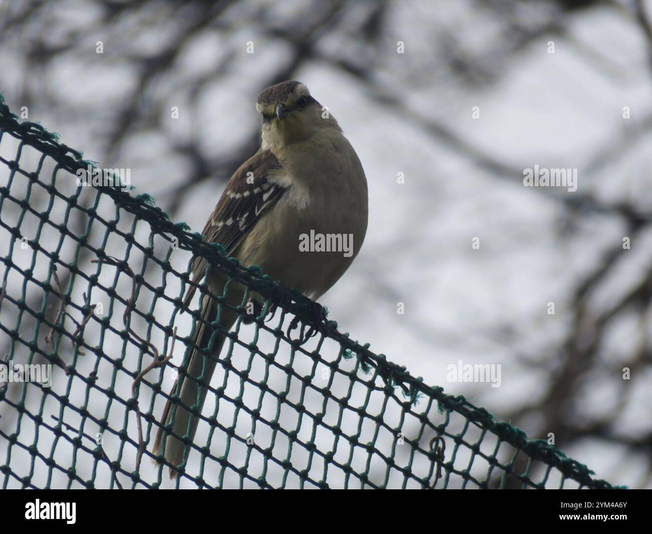 Chalk-browed Mockingbird (Mimus saturninus Stock Photo - Alamy