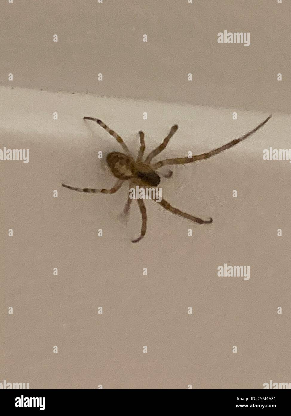 Silver-sided Sector Spider (Zygiella x-notata Stock Photo - Alamy