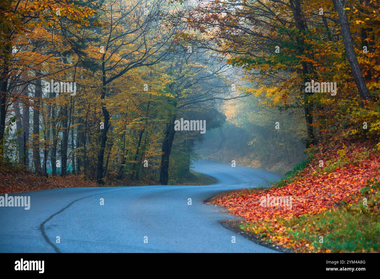 Colorful autumn road with red and orange trees Stock Photo - Alamy