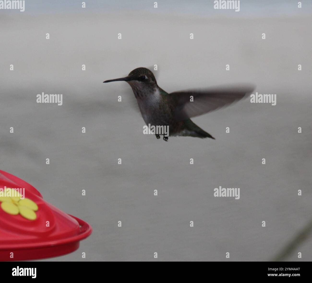 Black-chinned Hummingbird (Archilochus alexandri Stock Photo - Alamy