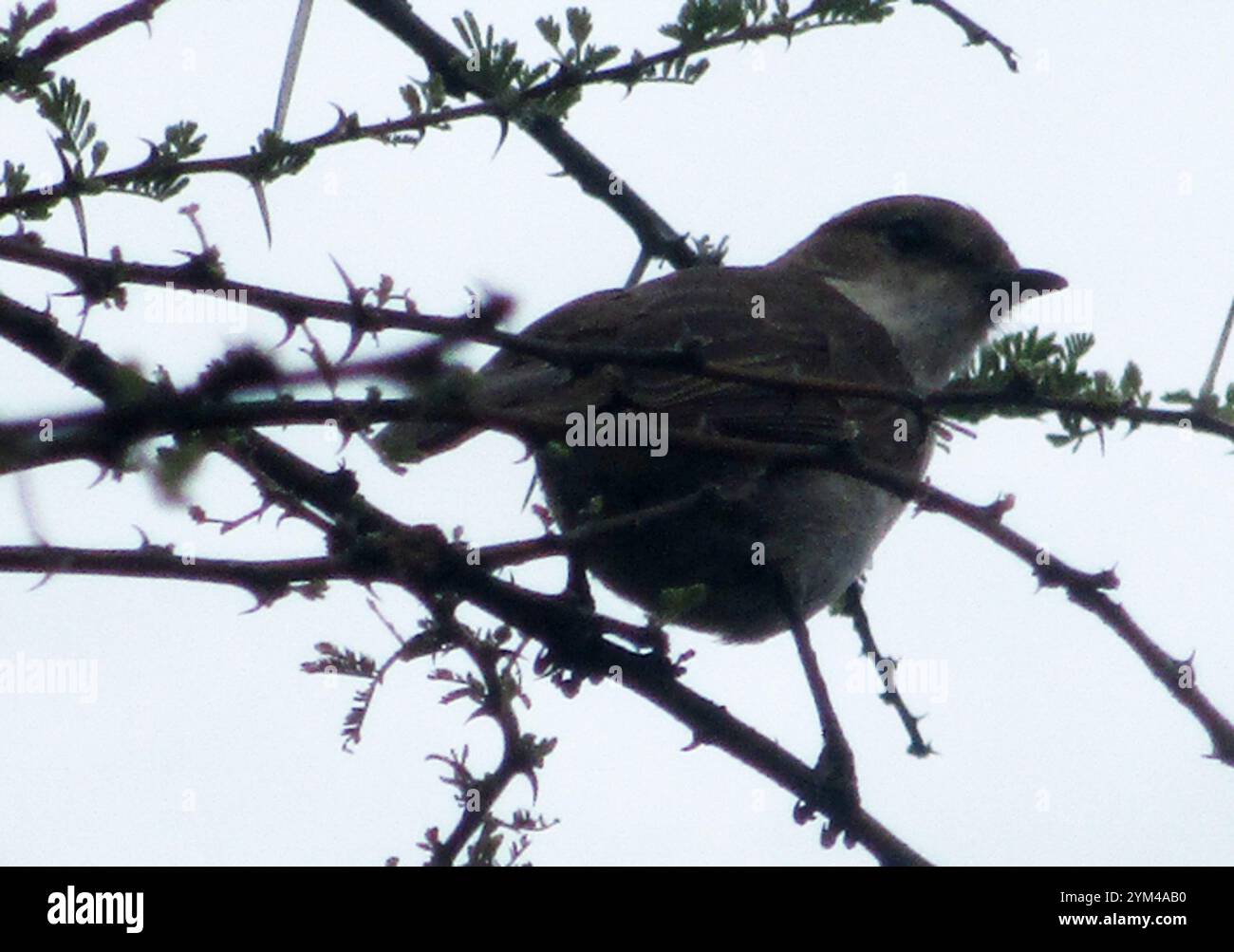 Marico flycatcher hi-res stock photography and images - Alamy