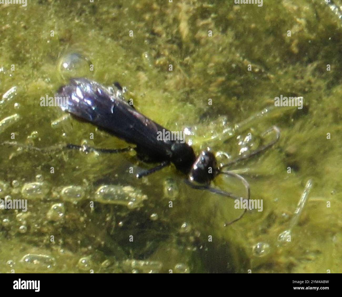 Spider Wasps (Pompilidae Stock Photo - Alamy