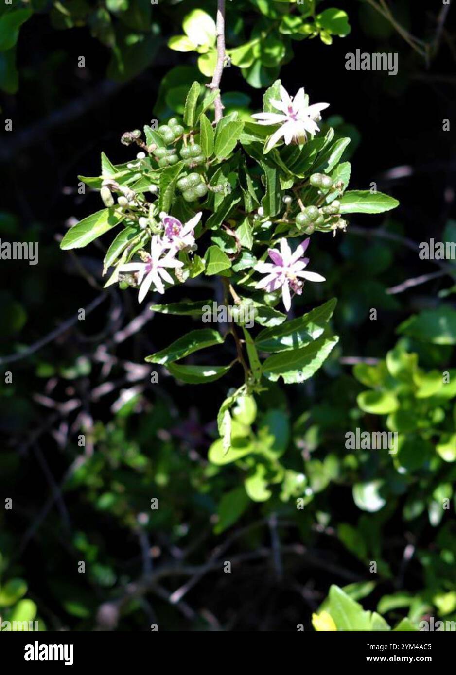 Crossberry (Grewia occidentalis Stock Photo - Alamy