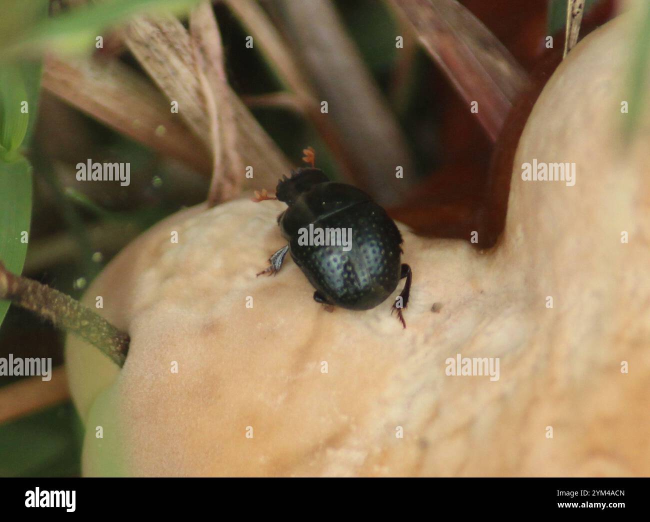 Dung Beetles (Scarabaeinae Stock Photo - Alamy