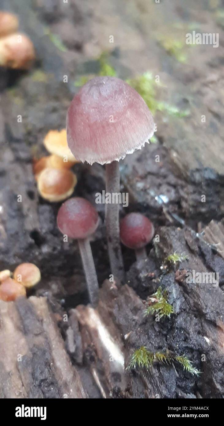 Bleeding Fairy Helmet (Mycena haematopus Stock Photo - Alamy