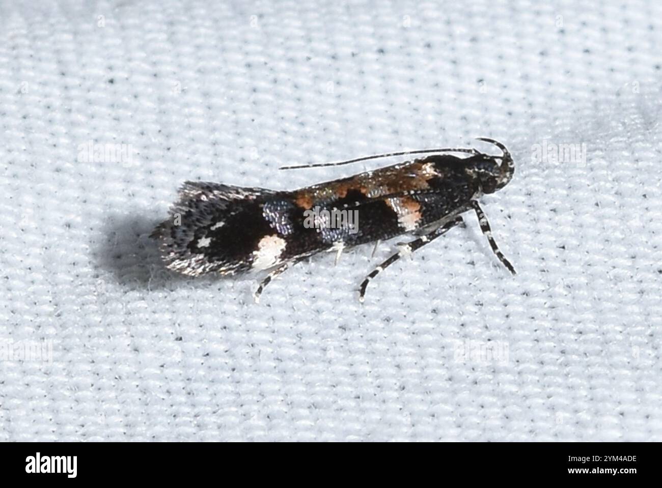 Red-necked Peanutworm Moth (Stegasta bosqueella Stock Photo - Alamy