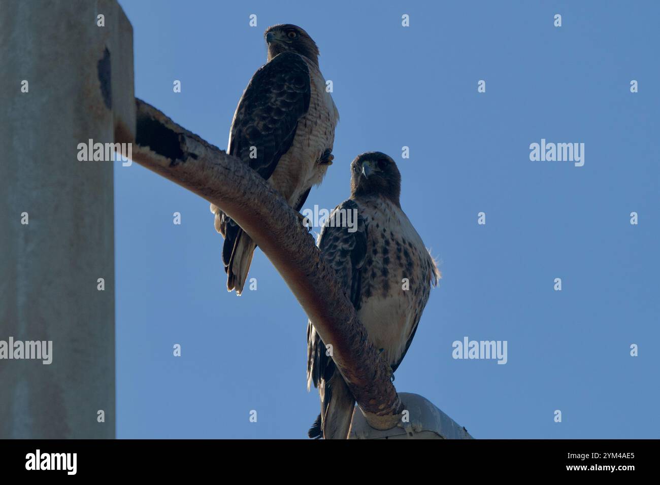 Western Red-tailed Hawk (Buteo jamaicensis calurus Stock Photo - Alamy