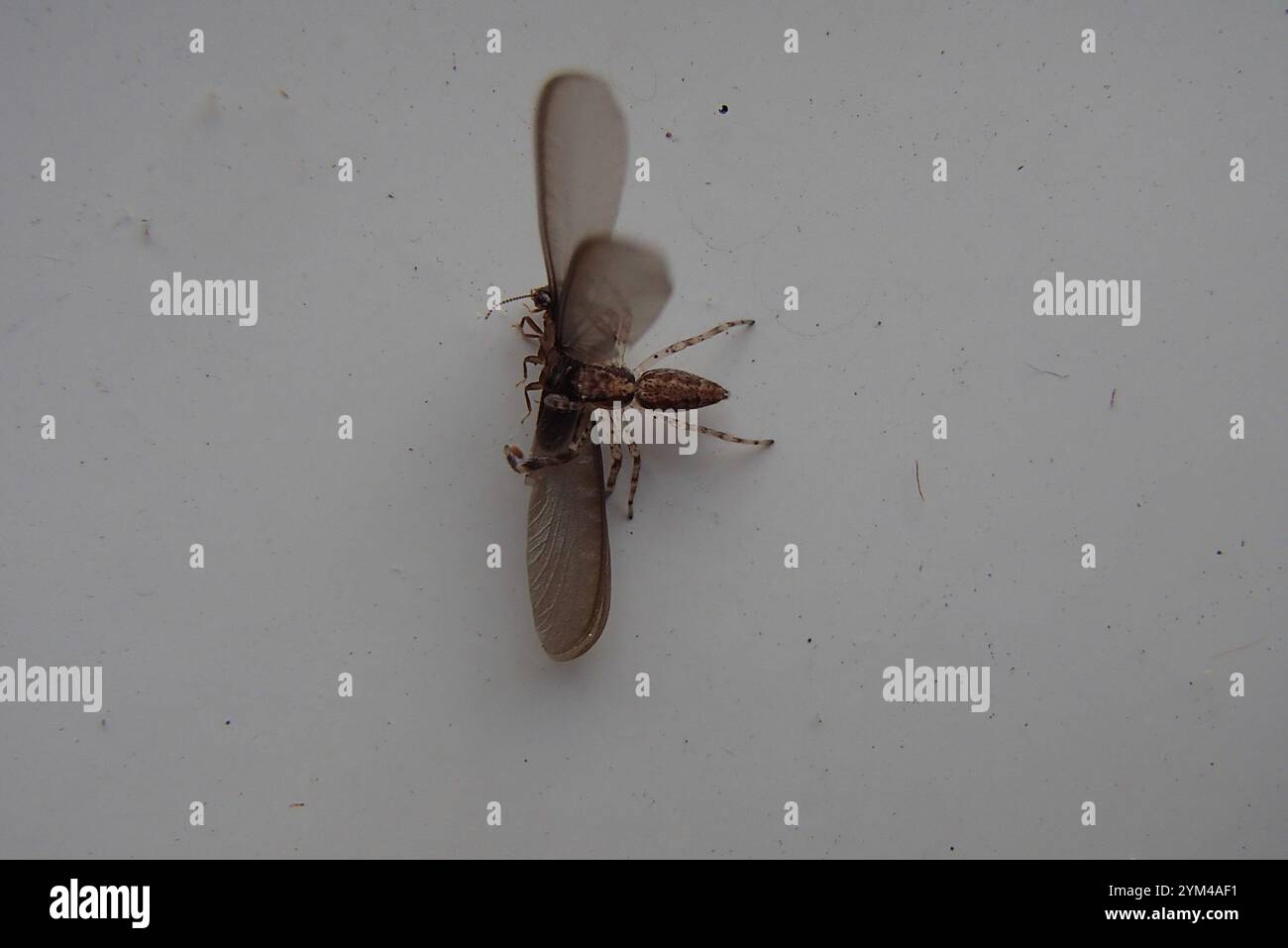 Milk Termite (Coptotermes lacteus Stock Photo - Alamy