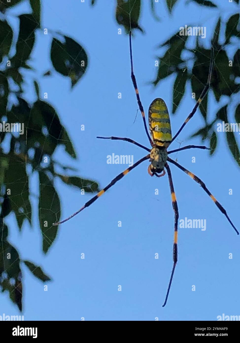 Joro Spider (Trichonephila clavata Stock Photo - Alamy