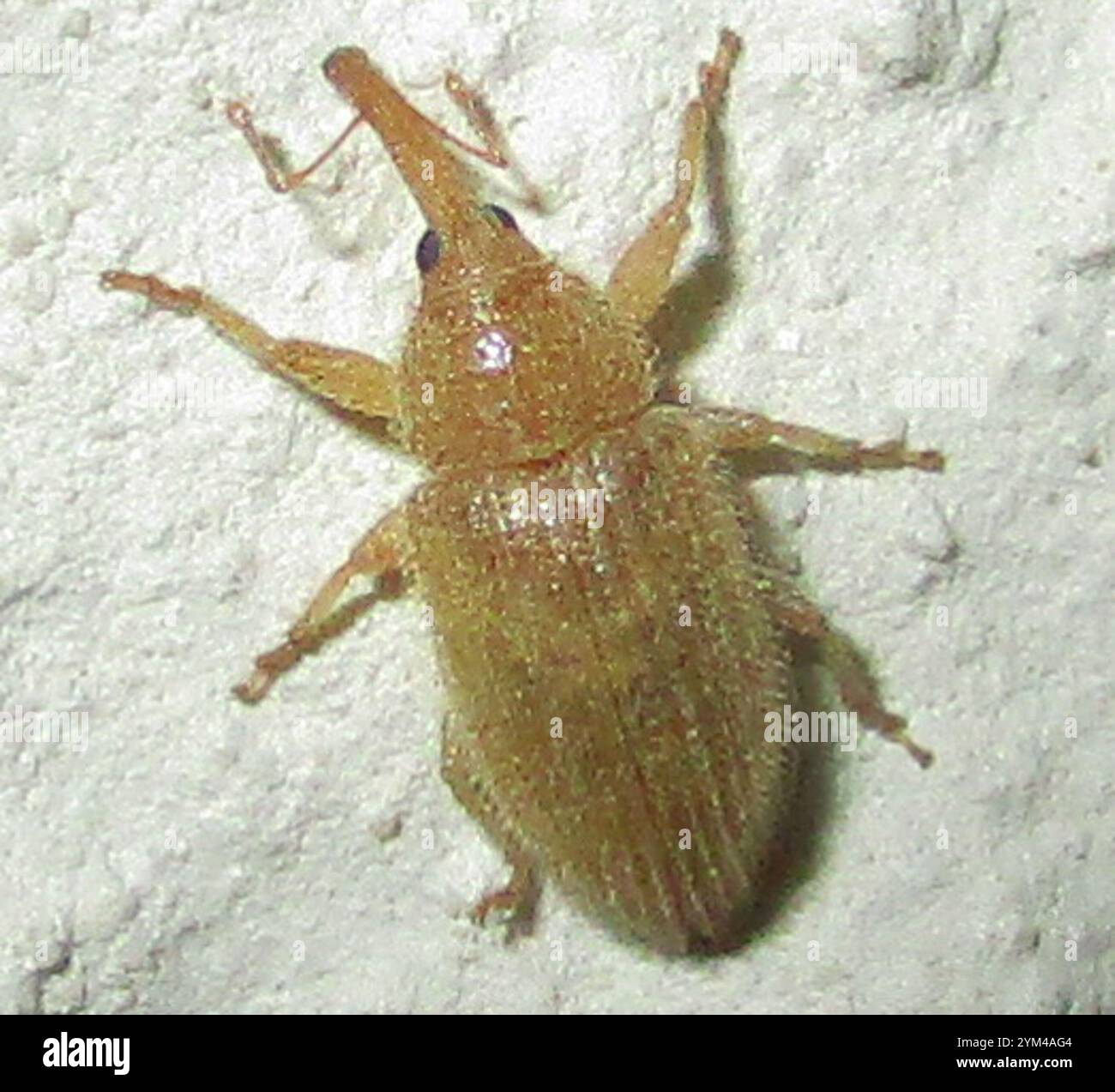 True Weevils (Curculionidae Stock Photo - Alamy