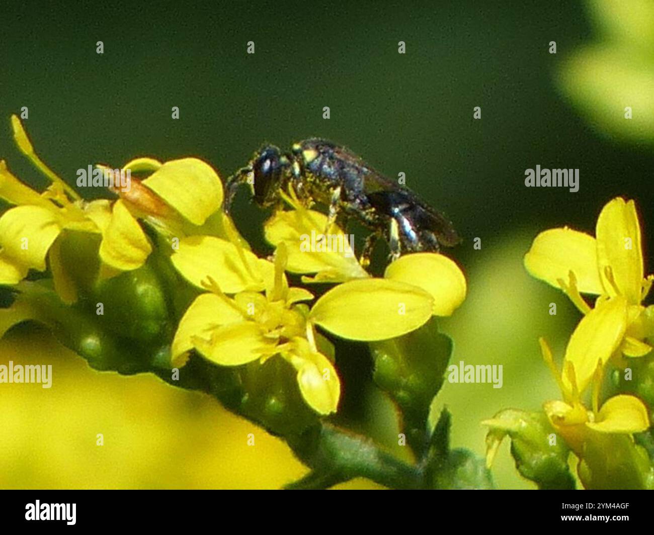 Masked Bees (Hylaeus Stock Photo - Alamy
