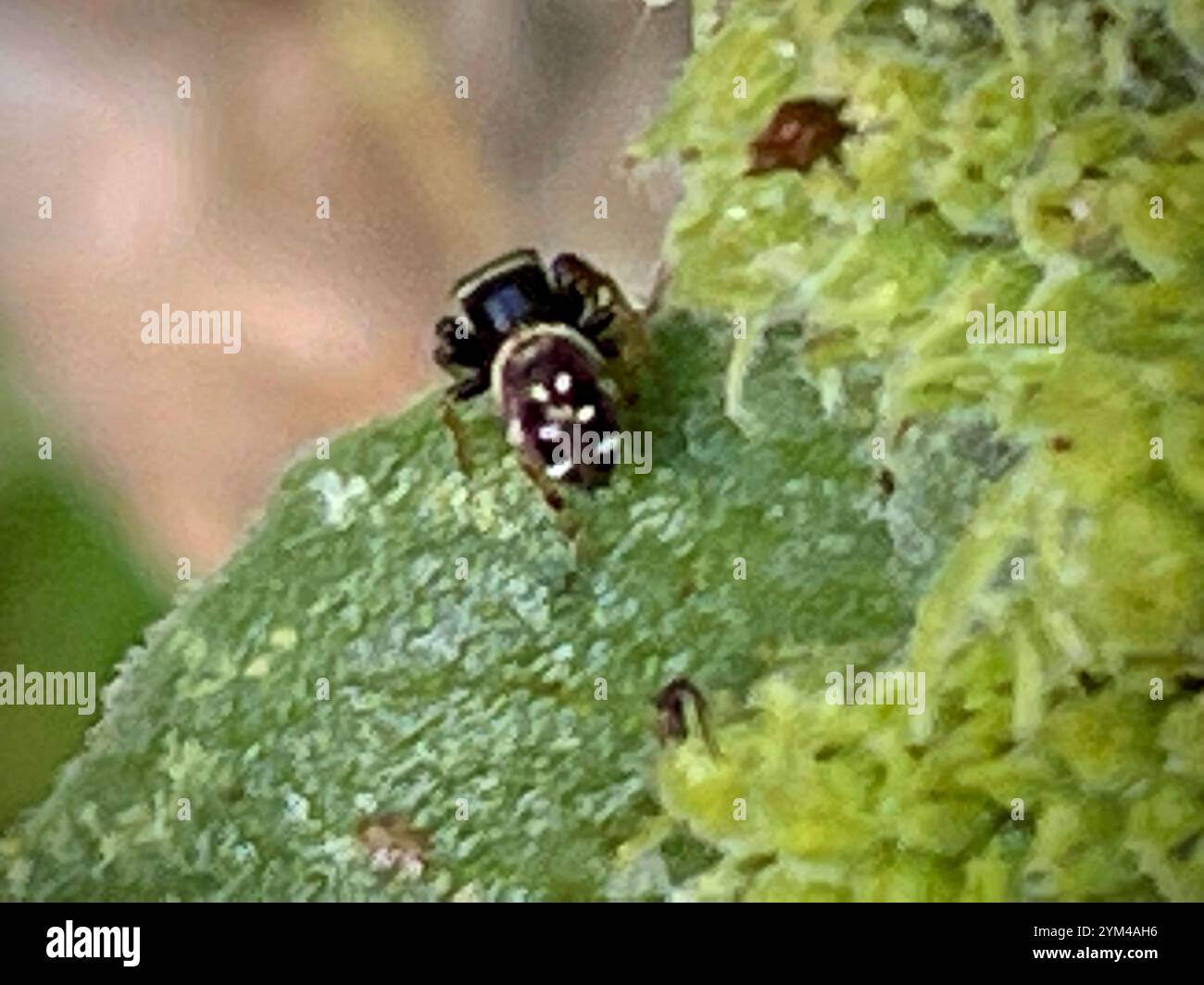 Golden Jumping Spider (Paraphidippus aurantius Stock Photo - Alamy