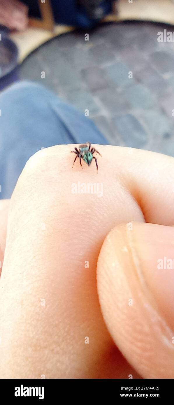 Leaf-beetle Jumping Spiders (Sassacus Stock Photo - Alamy