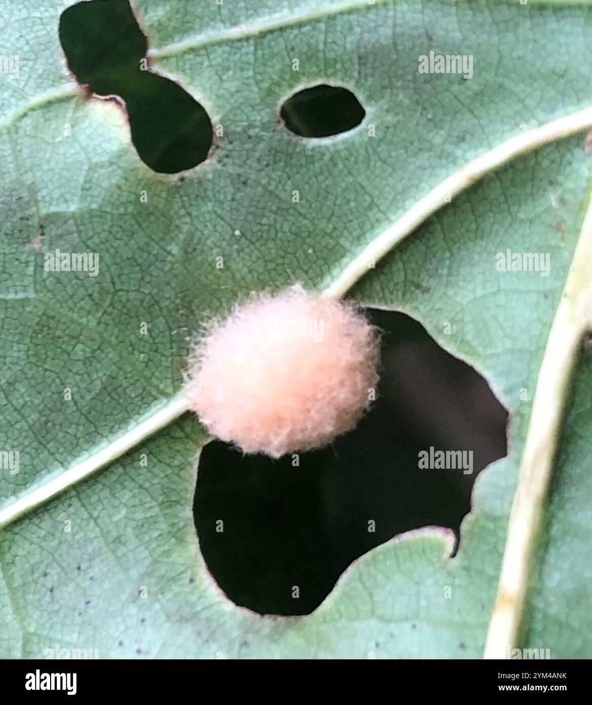 Woolly Oak Gall Wasp (Callirhytis lanata Stock Photo - Alamy