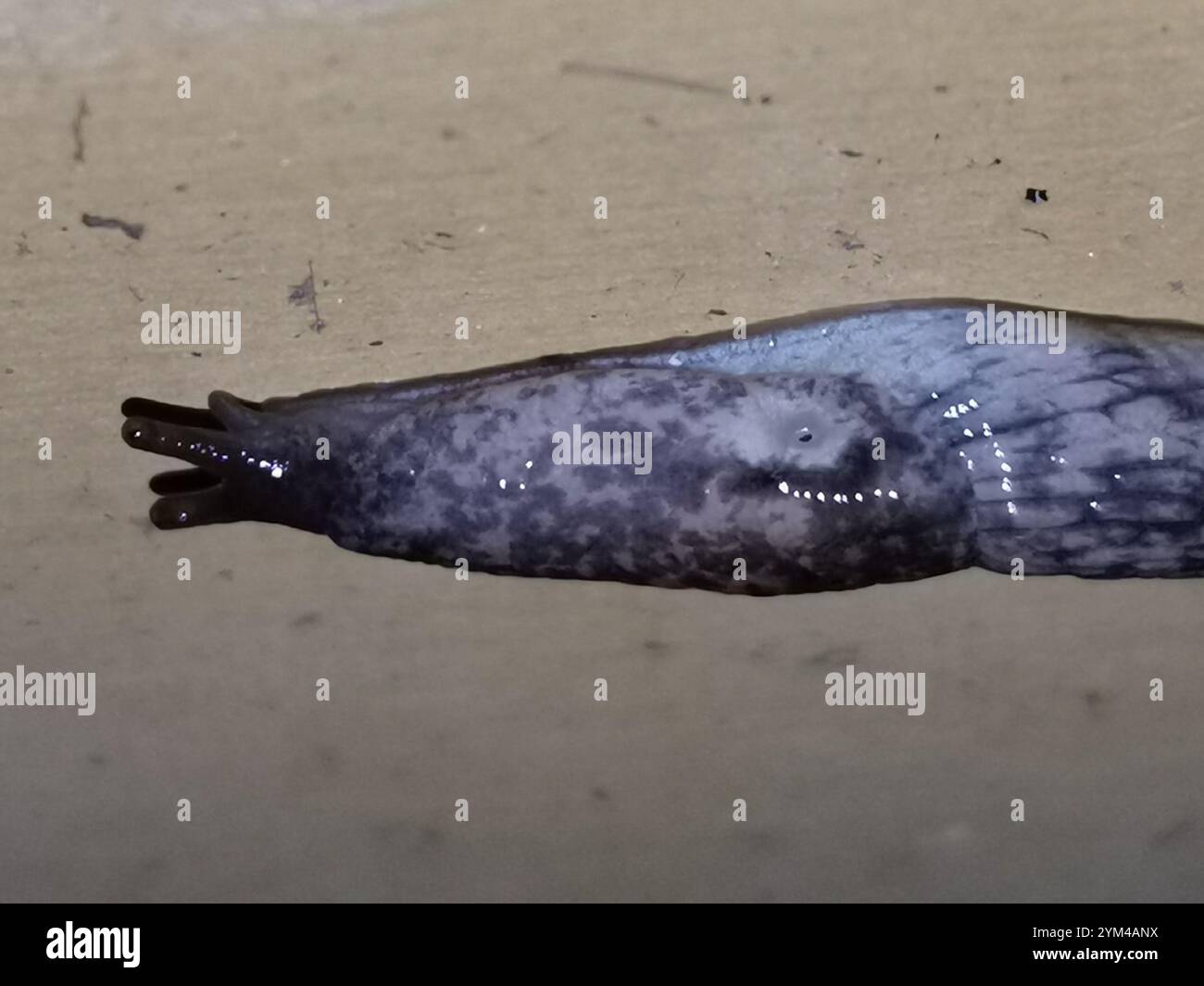 Milky Slug (Deroceras reticulatum Stock Photo - Alamy