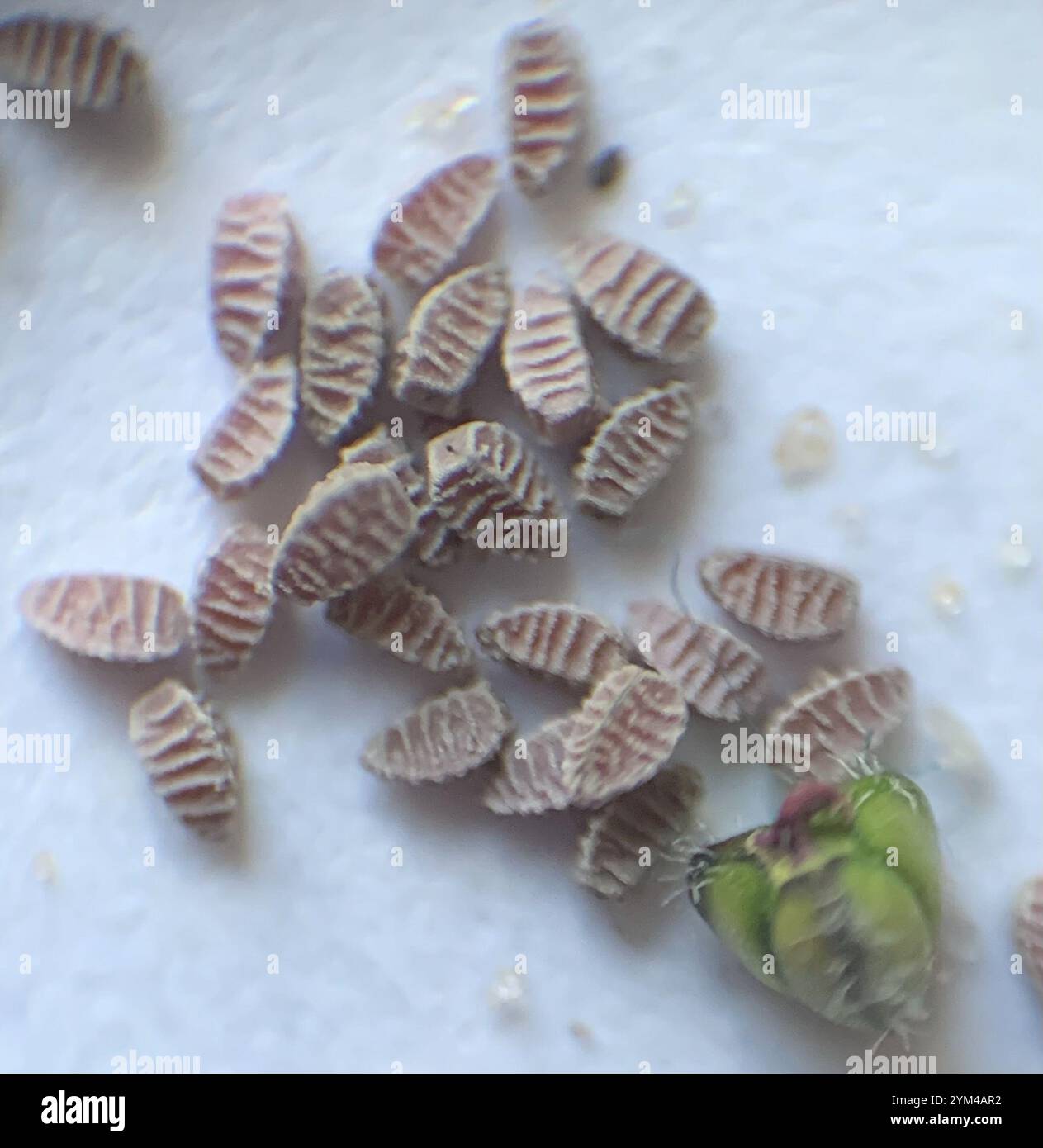 prostrate sandmat (Euphorbia prostrata Stock Photo - Alamy