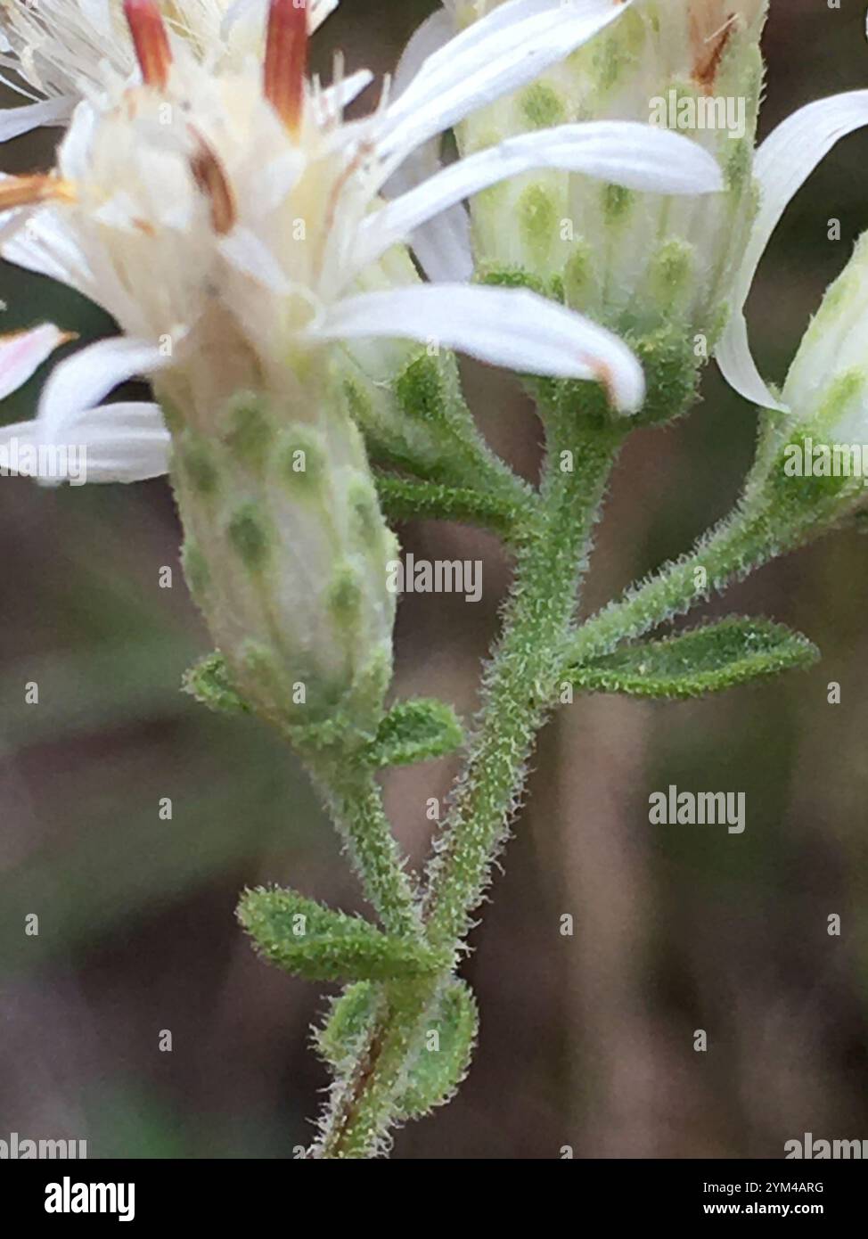 Dixie aster (Sericocarpus tortifolius Stock Photo - Alamy