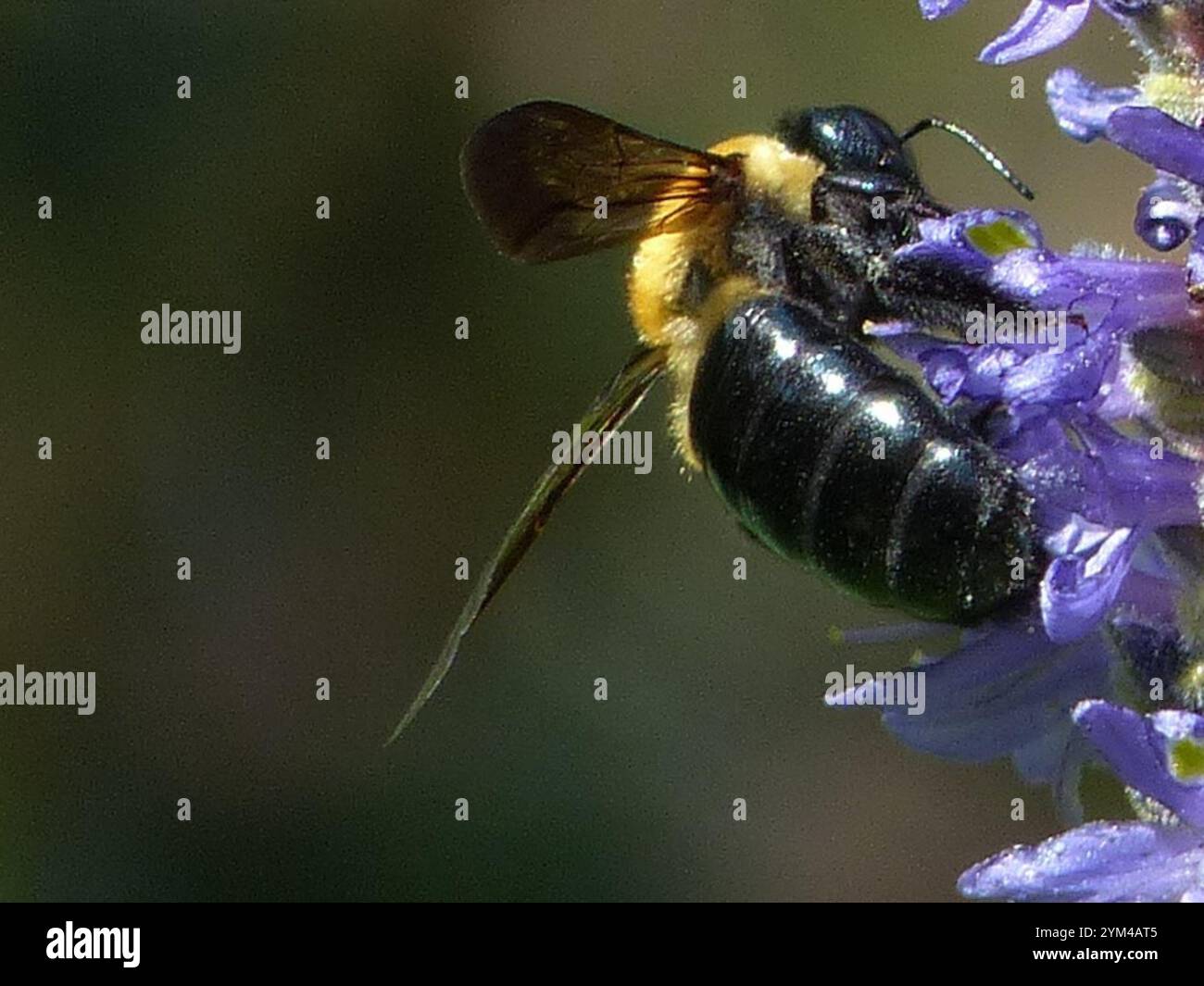 Eastern Carpenter Bee (Xylocopa virginica Stock Photo - Alamy