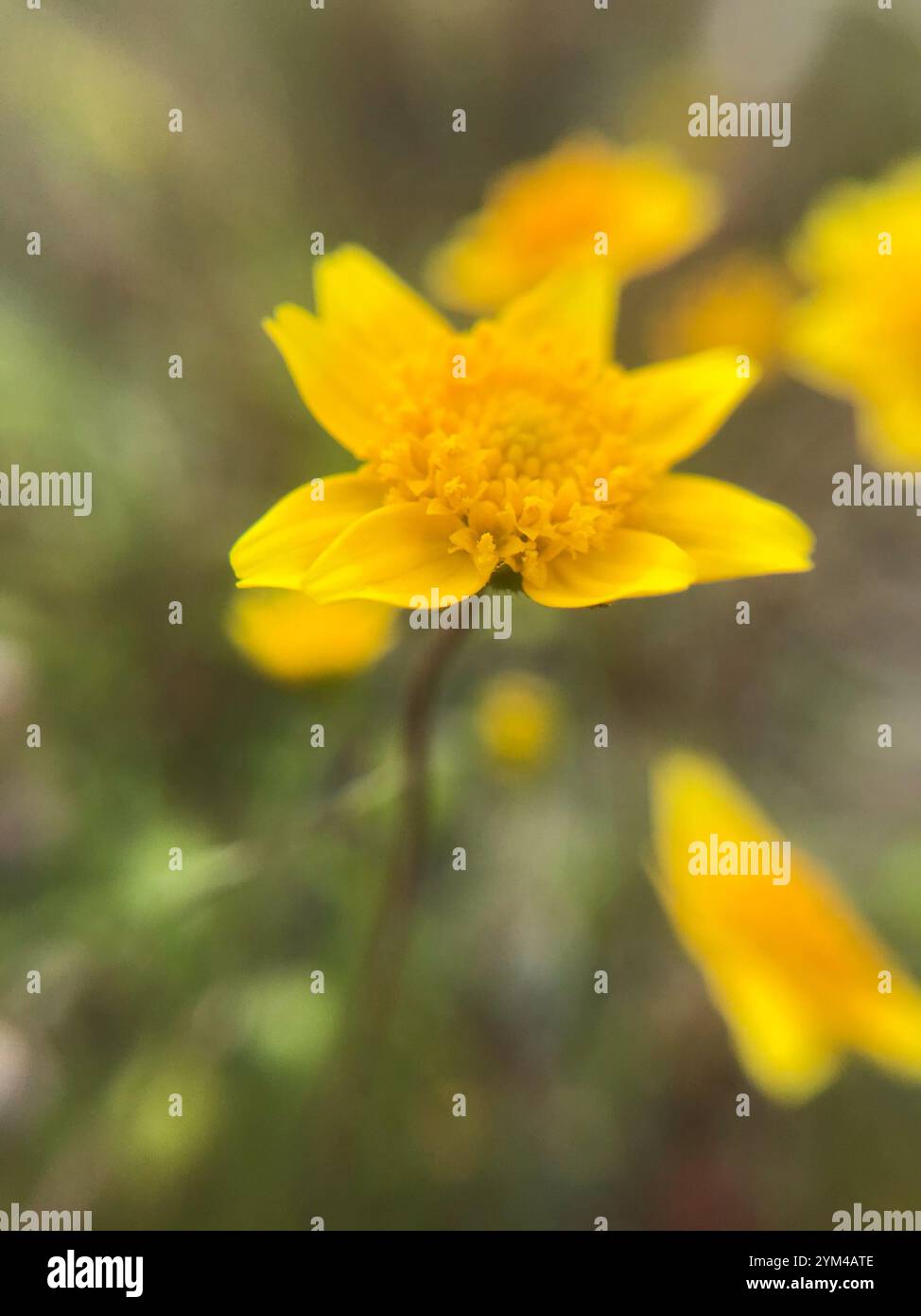 California goldfields (Lasthenia californica Stock Photo - Alamy