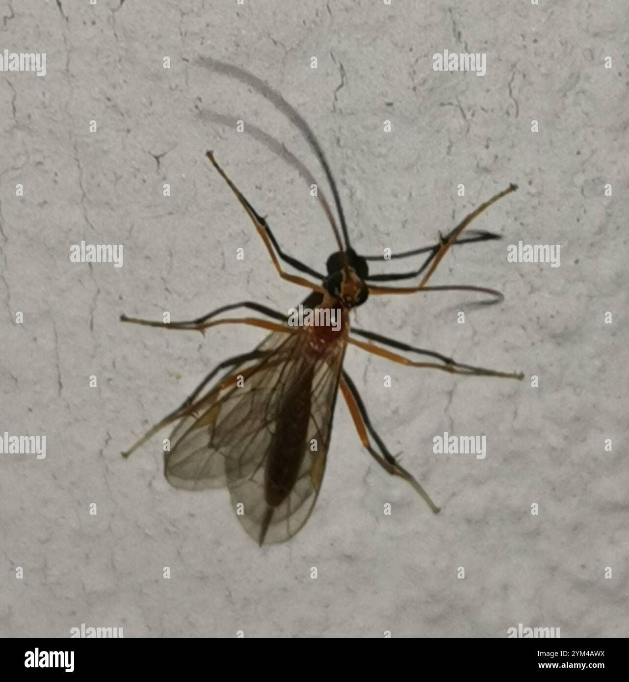 Ichneumonid Wasps (Ichneumonidae Stock Photo - Alamy