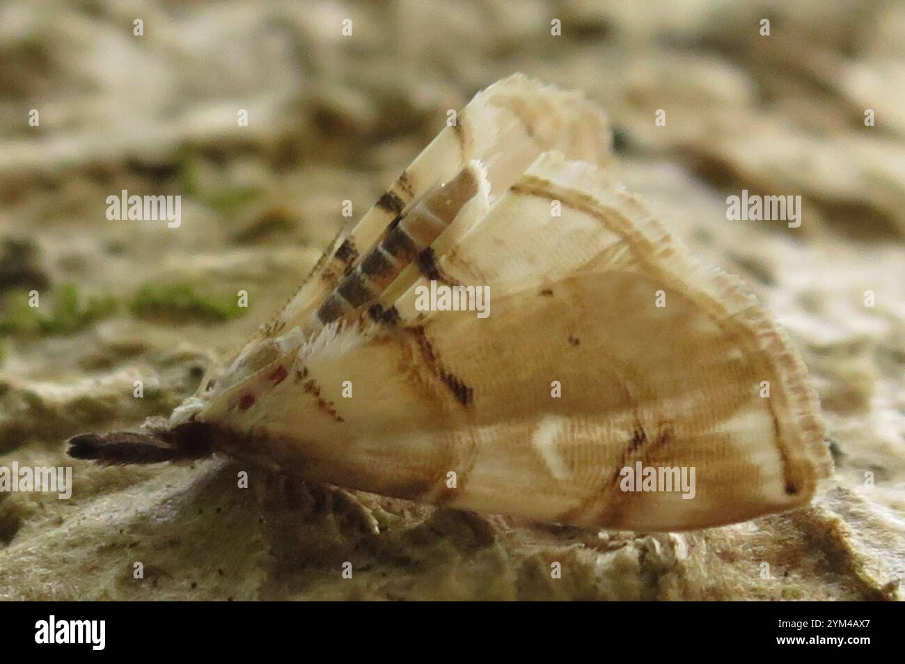 Jasmine bud borer (Trichophysetis cretacea Stock Photo - Alamy