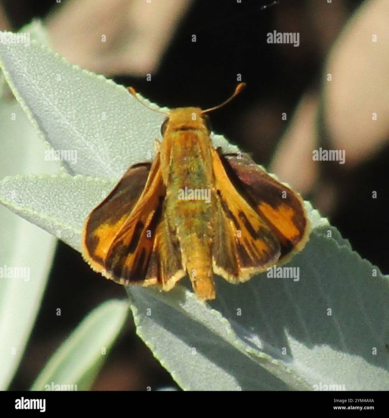 Fiery Skipper (Hylephila phyleus Stock Photo - Alamy