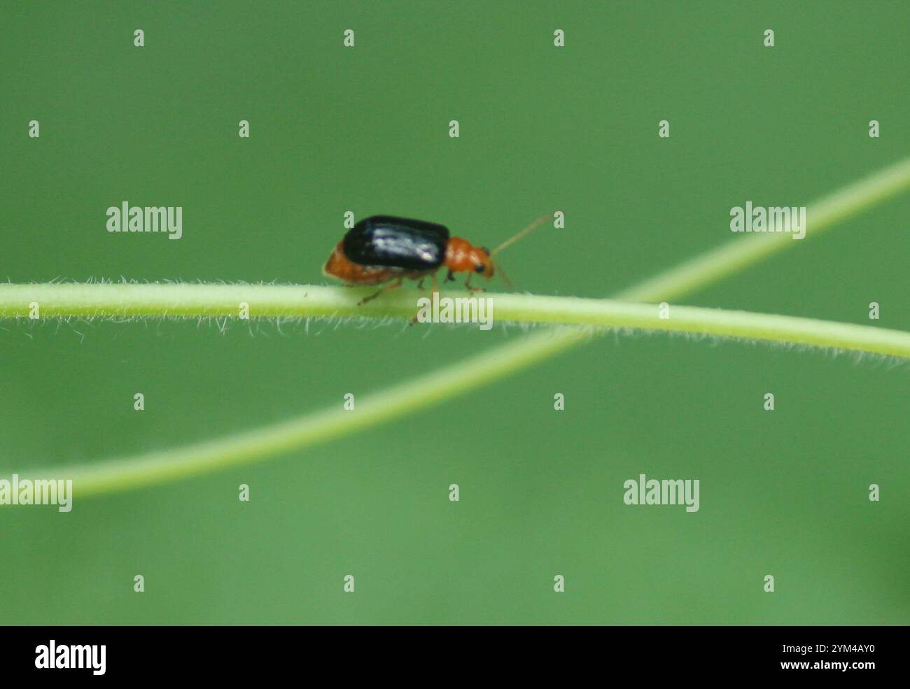Aulacophora hi-res stock photography and images - Alamy