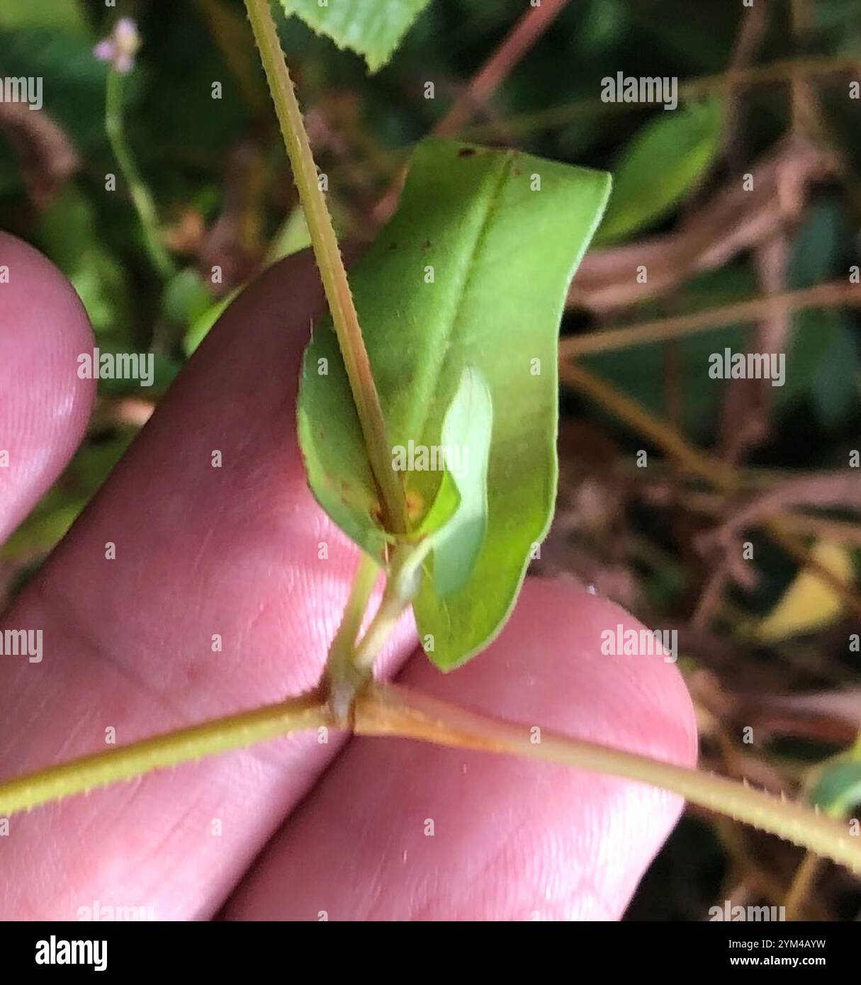 arrow-leaved tearthumb (Persicaria sagittata Stock Photo - Alamy