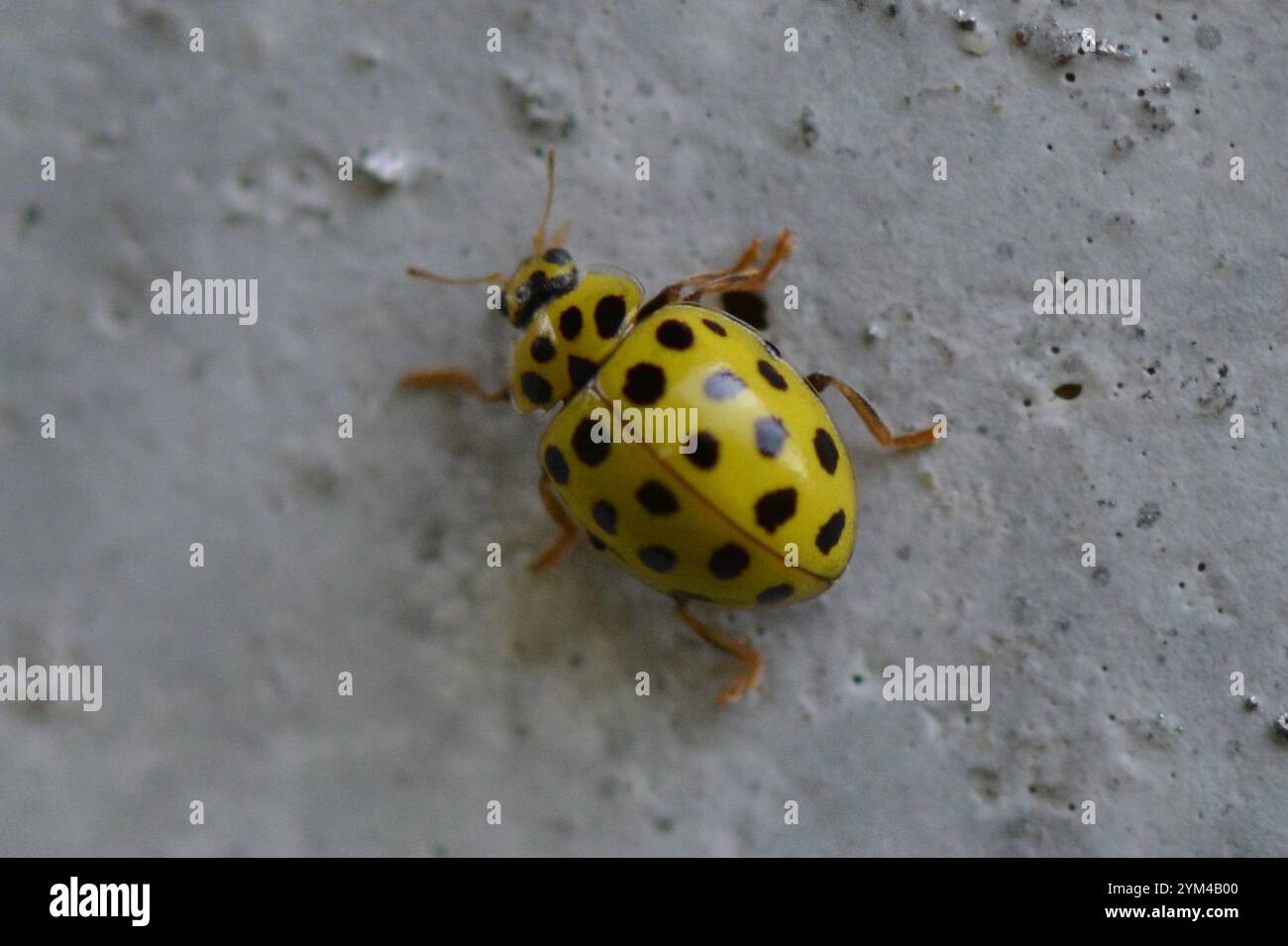 22-spot Ladybird (Psyllobora vigintiduopunctata Stock Photo - Alamy