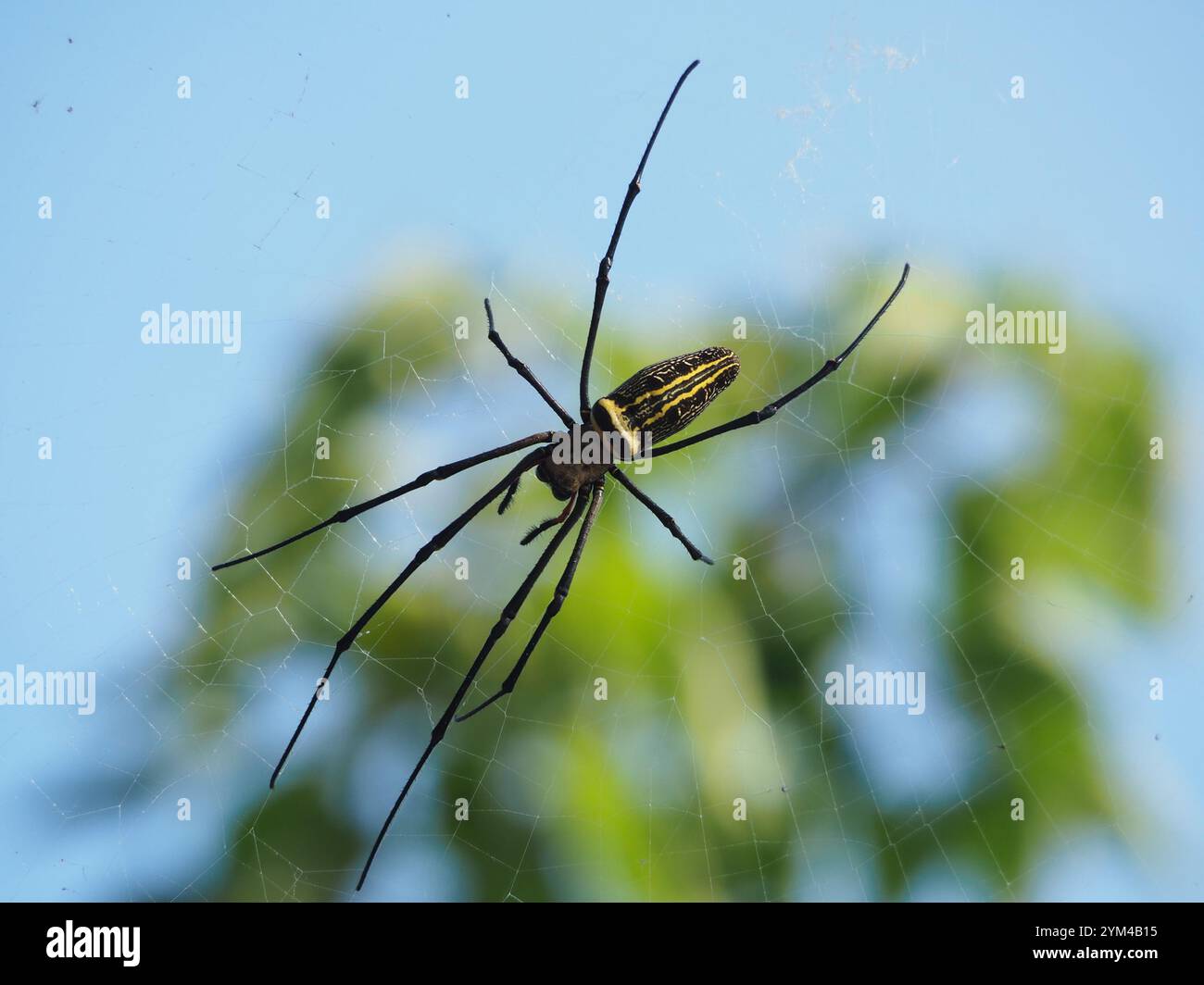 Giant Golden Orbweaver (Nephila pilipes Stock Photo - Alamy
