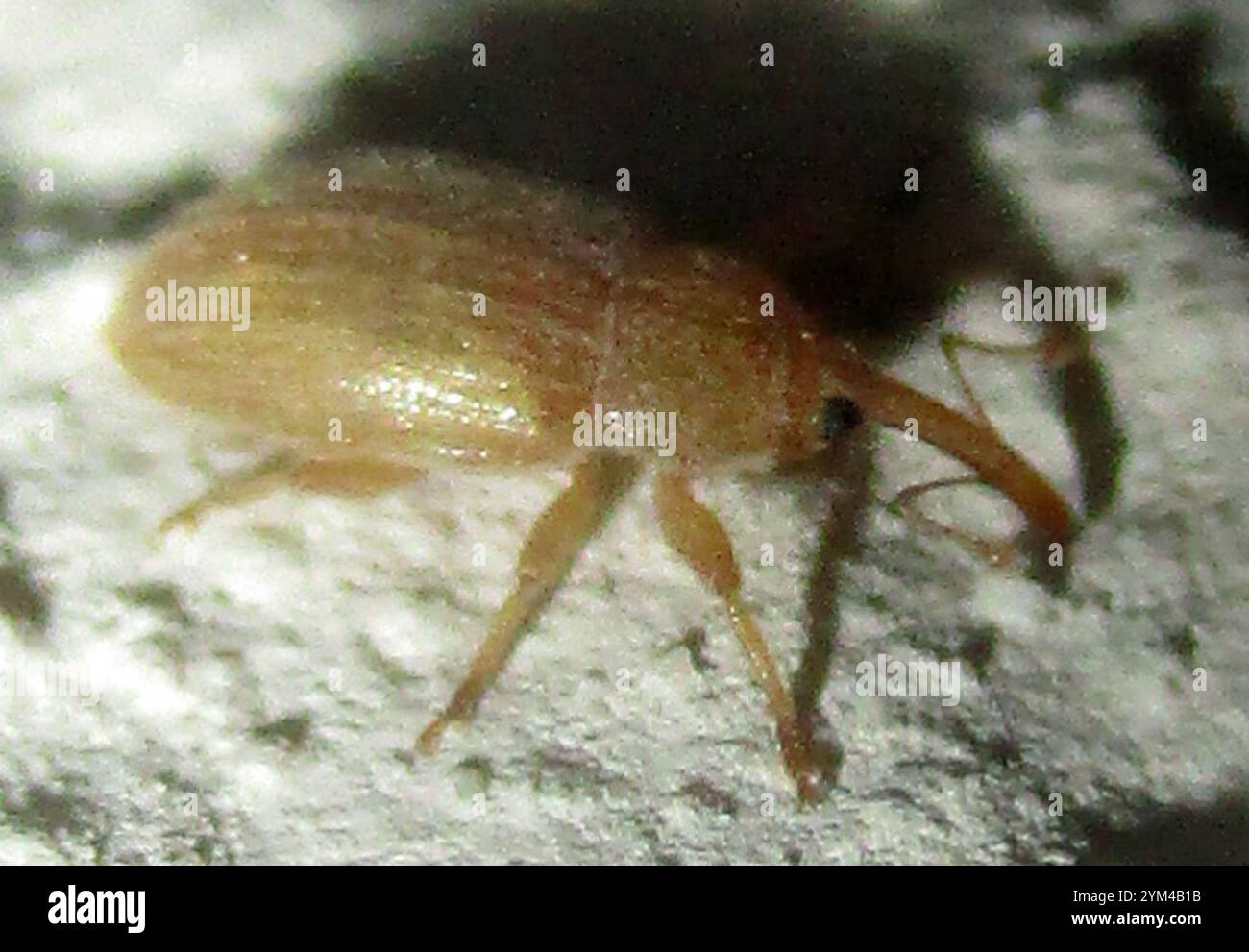 True Weevils (Curculionidae Stock Photo - Alamy