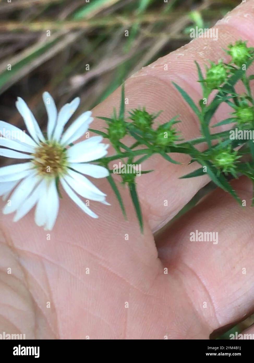hairy white oldfield aster (Symphyotrichum pilosum Stock Photo - Alamy
