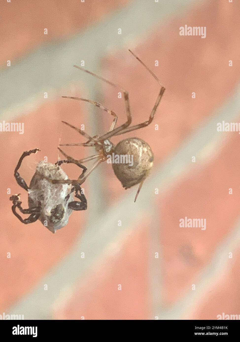 Common House Spider (Parasteatoda tepidariorum Stock Photo - Alamy