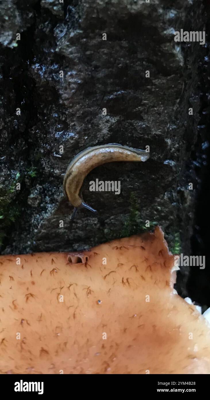 Arion subfuscus dusky slug hi-res stock photography and images - Alamy