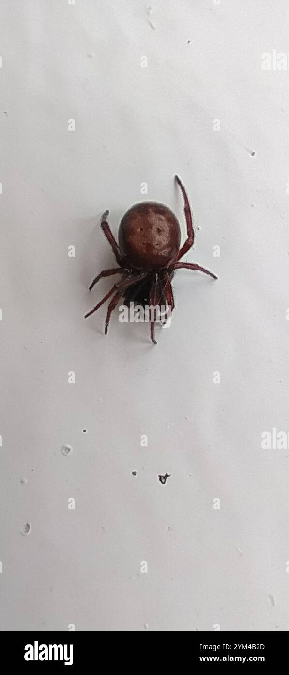 Rabbit Hutch Spider (Steatoda bipunctata Stock Photo - Alamy