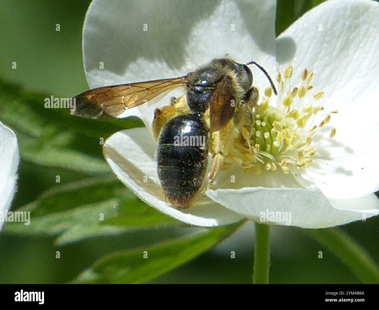 Mining Bees (Andrena Stock Photo - Alamy