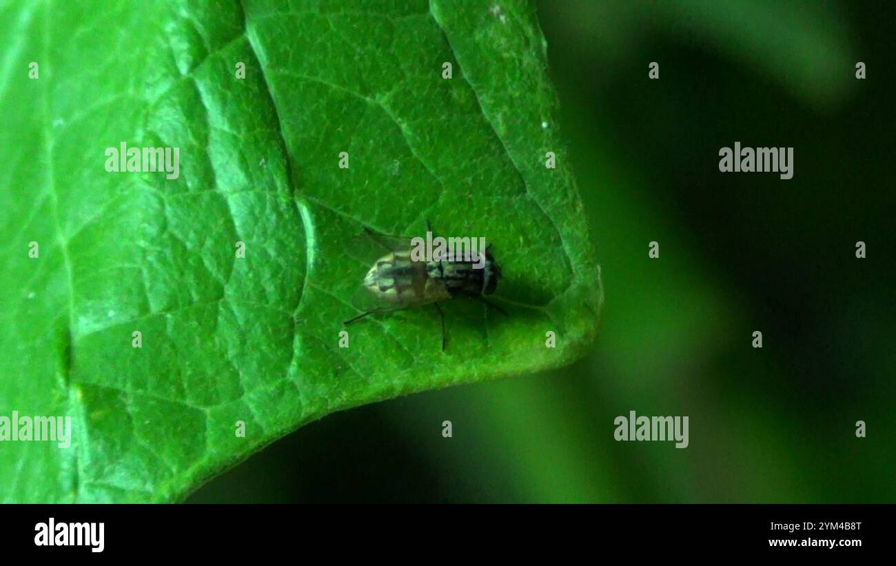 Face fly (Musca autumnalis Stock Photo - Alamy