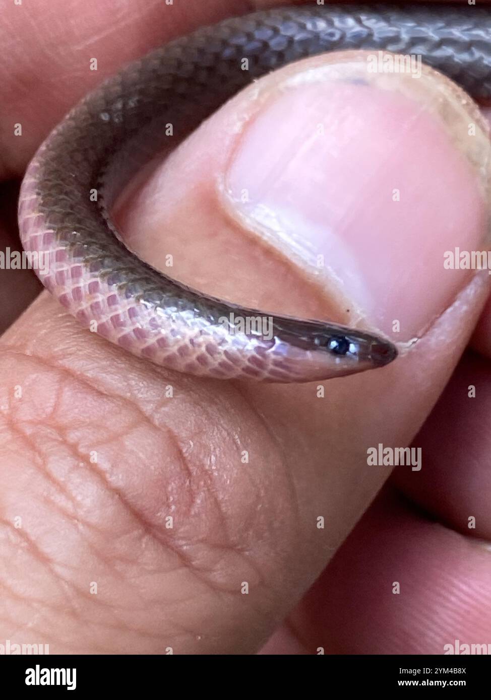 Eastern Worm Snake (Carphophis amoenus Stock Photo - Alamy