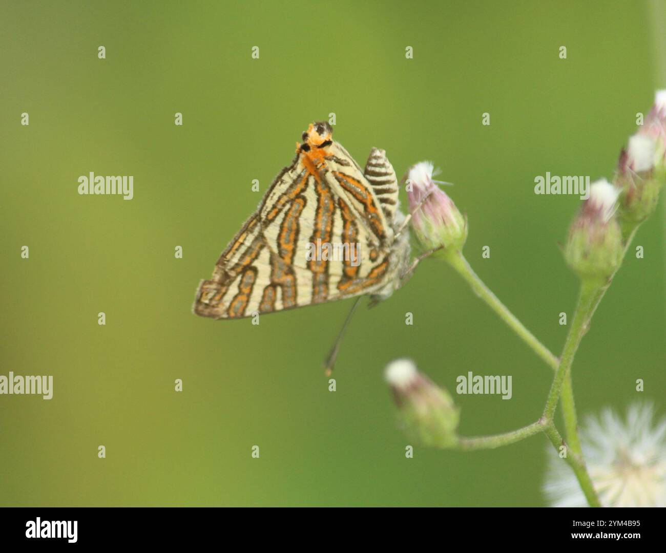 Common Silverline (Cigaritis vulcanus Stock Photo - Alamy