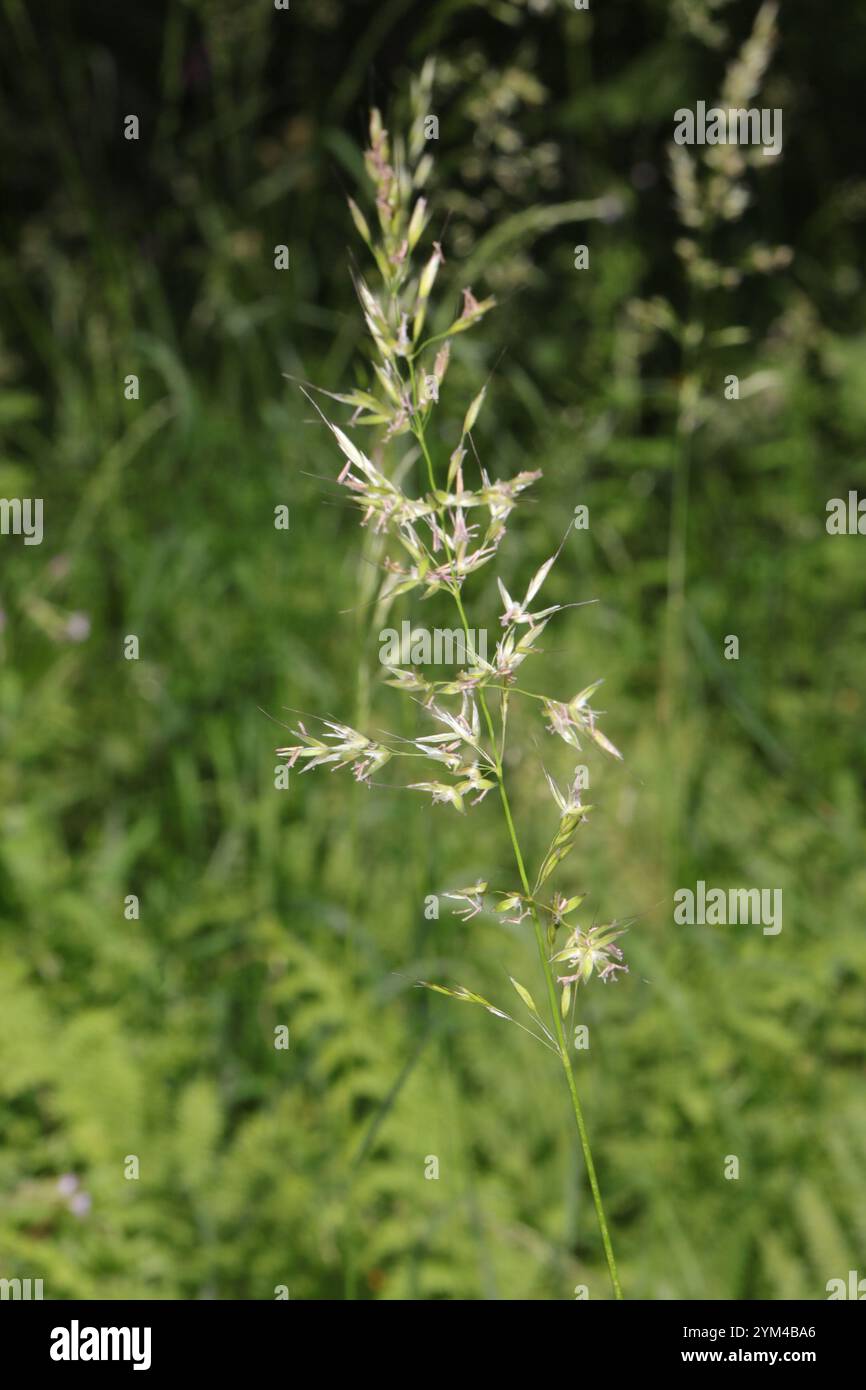 tall oat grass (Arrhenatherum elatius Stock Photo - Alamy
