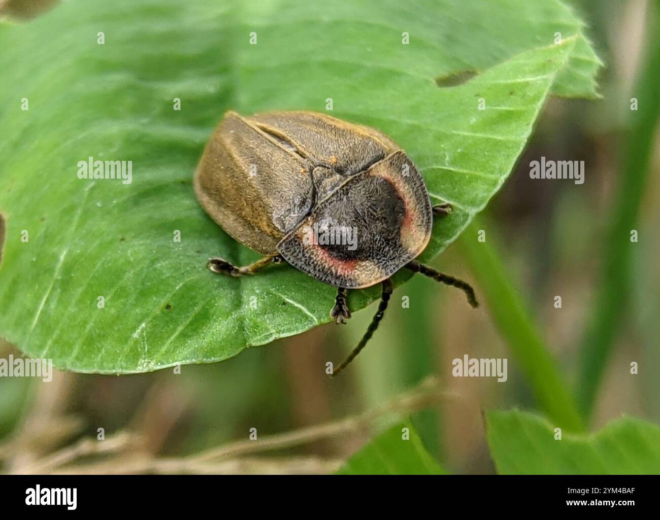Winter Firefly (Ellychnia corrusca Stock Photo - Alamy