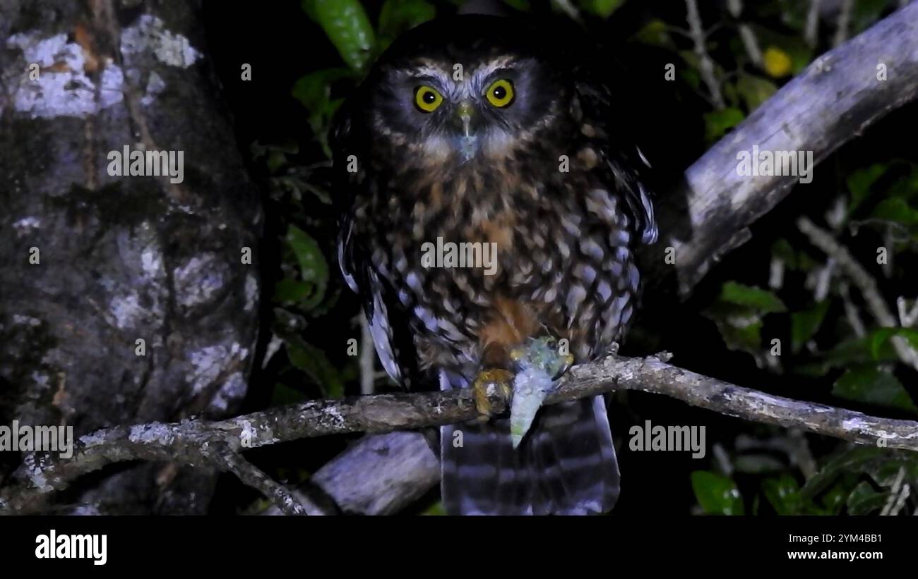 New Zealand Morepork (Ninox novaeseelandiae novaeseelandiae Stock Photo - Alamy