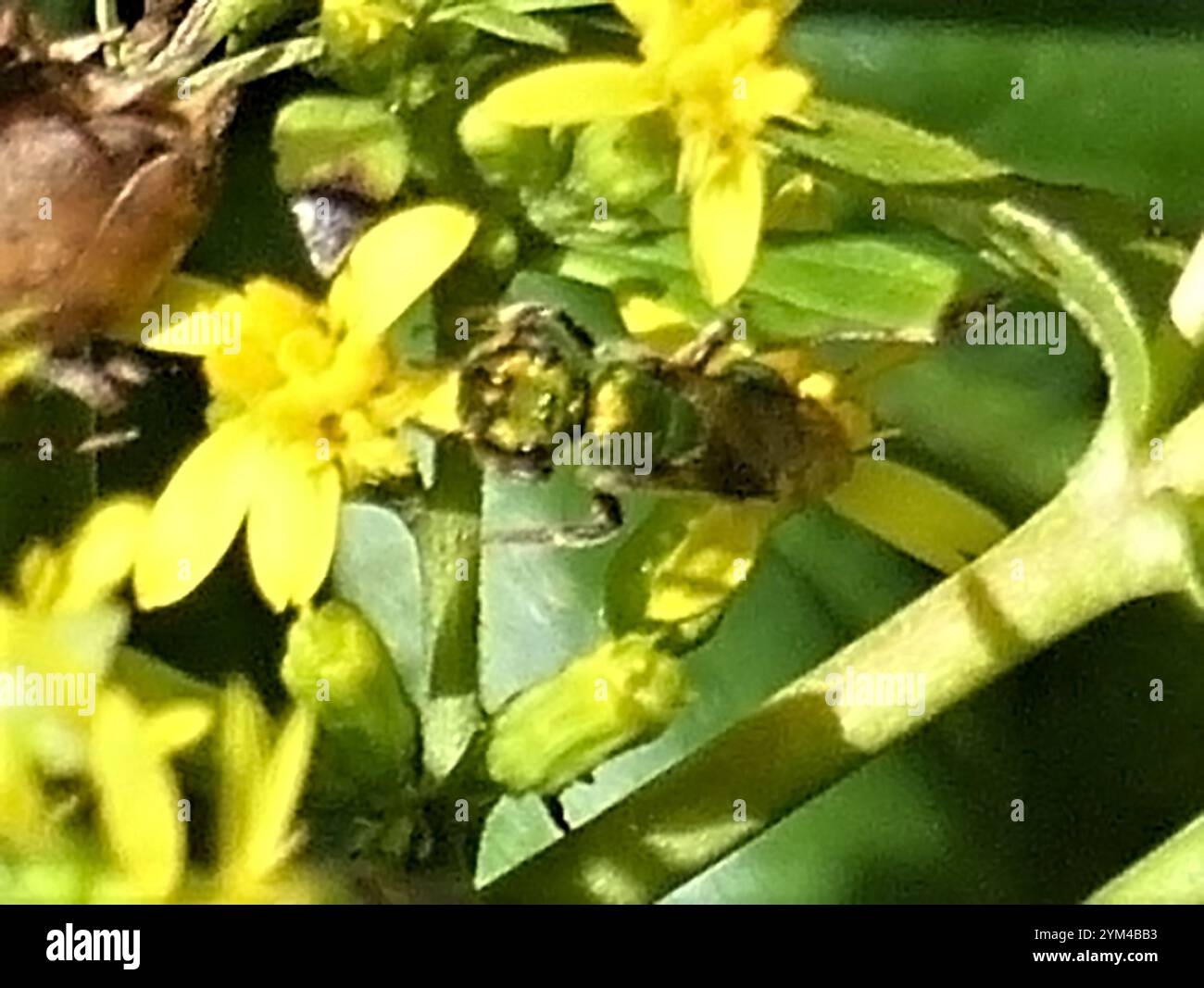 Augochlorine Sweat Bees (Augochlorini Stock Photo - Alamy
