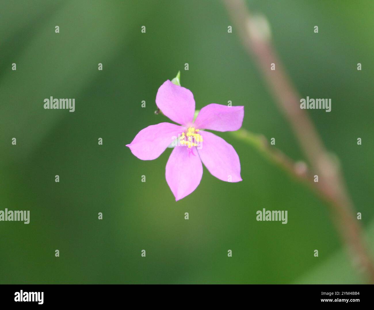 Philippine spinach (Talinum fruticosum Stock Photo - Alamy