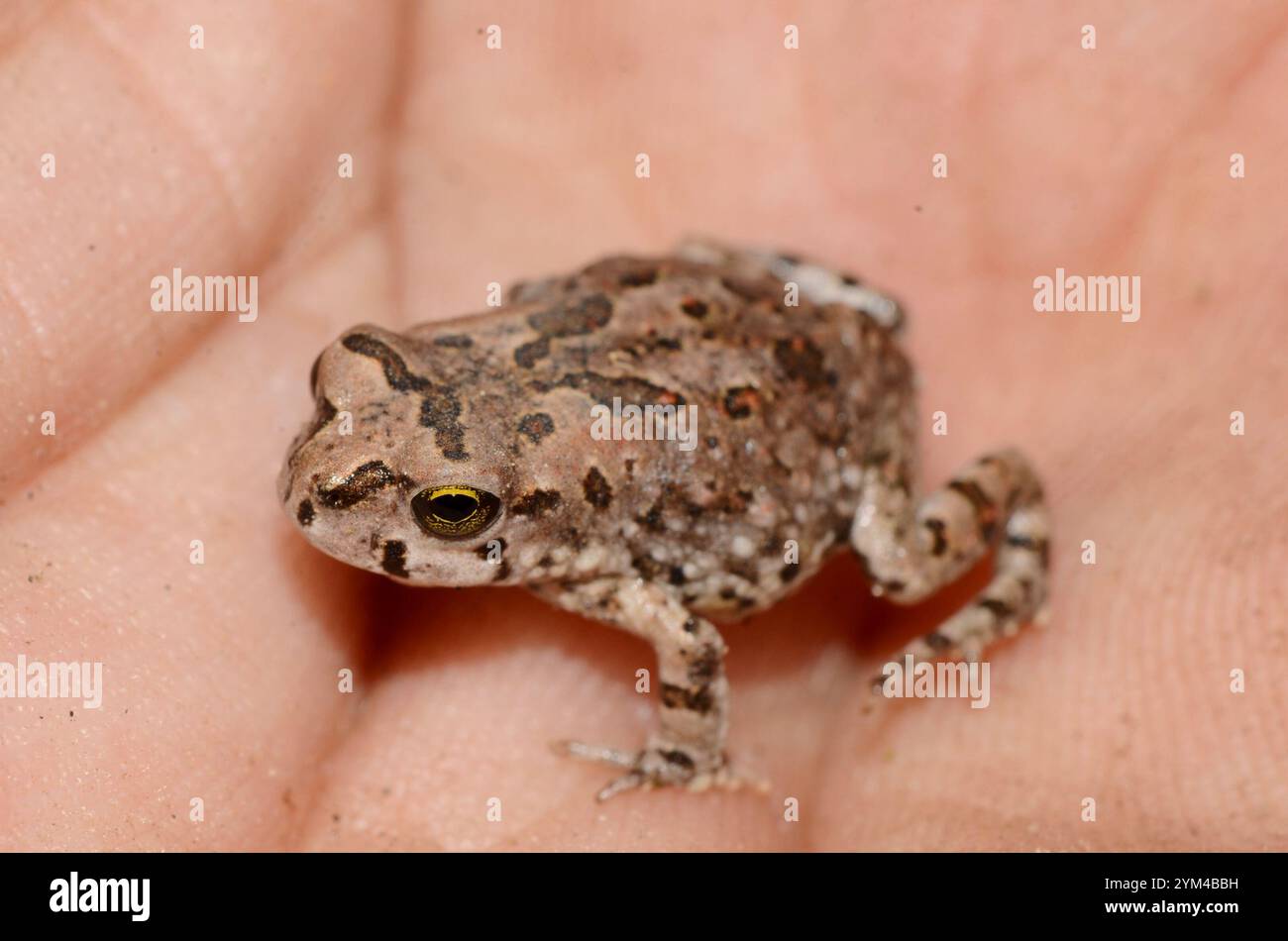 Karoo Toad (Vandijkophrynus gariepensis Stock Photo - Alamy