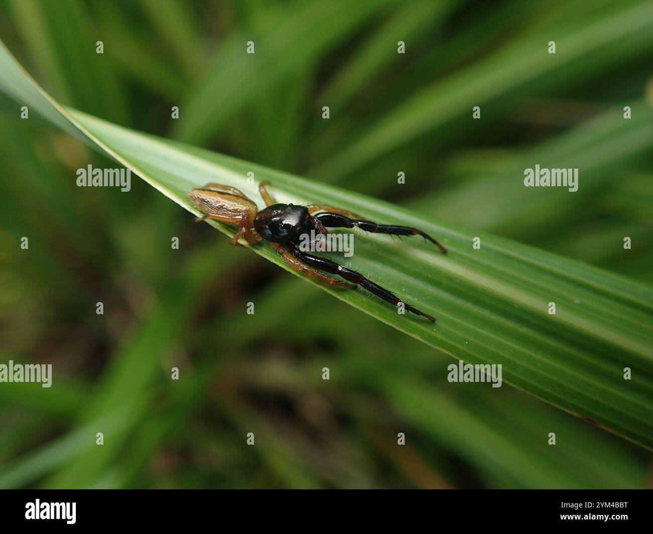 Black-headed Jumping Spider (Trite planiceps Stock Photo - Alamy